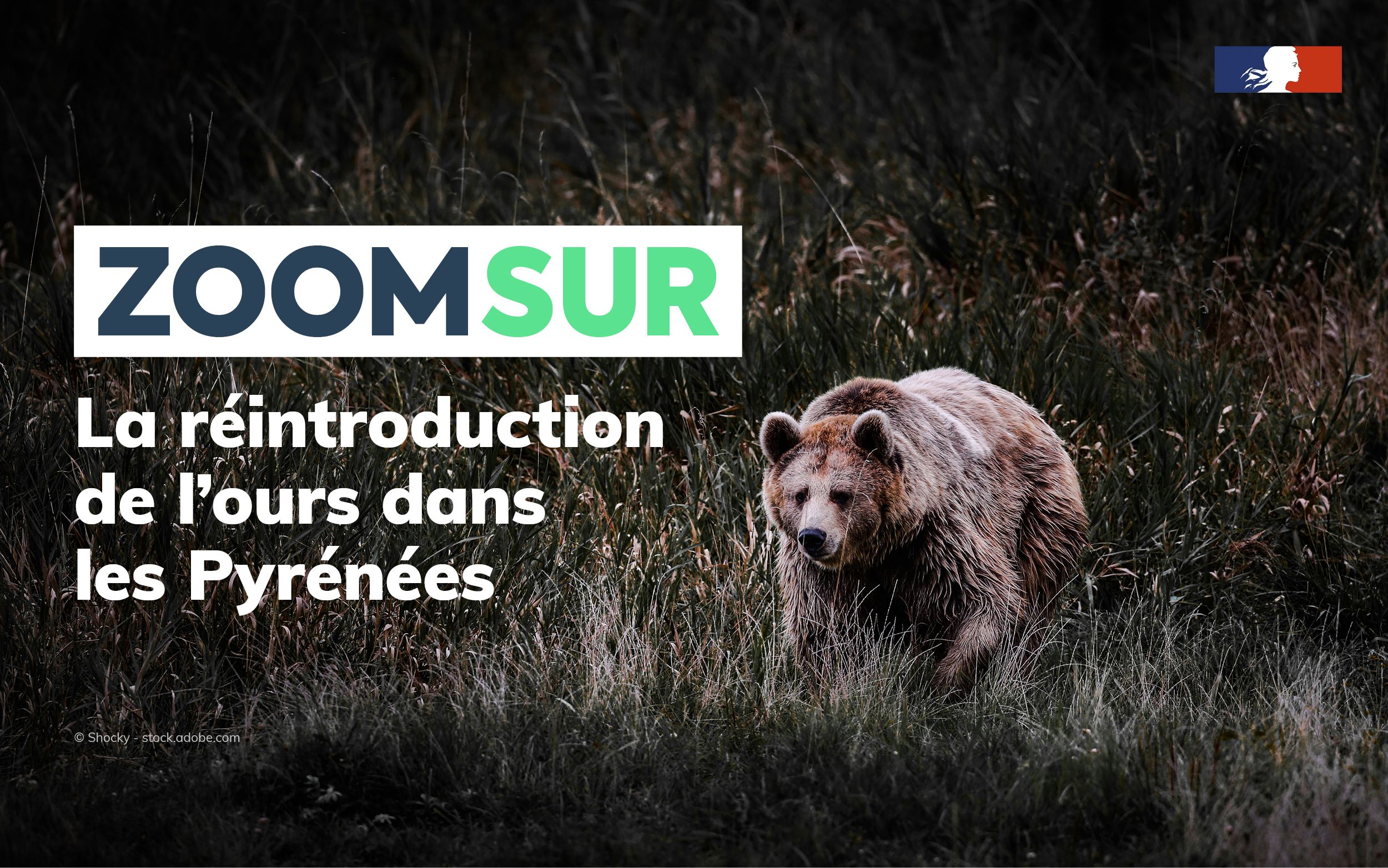 Vidéo : la réintroduction de l'ours dans les Pyrénées | vie-publique.fr Vidéo : la réintroduction de l'ours dans les Pyrénées | vie-publique.fr